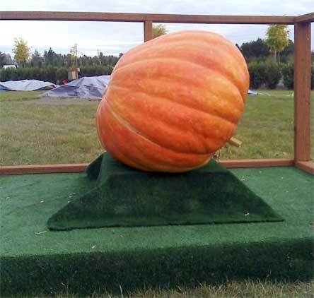 Rotary pumpkin weighs in at 194 pounds | Arlington Times