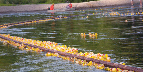 Rotary’s Great Stilly Duck Dash makes big splash for local causes ...