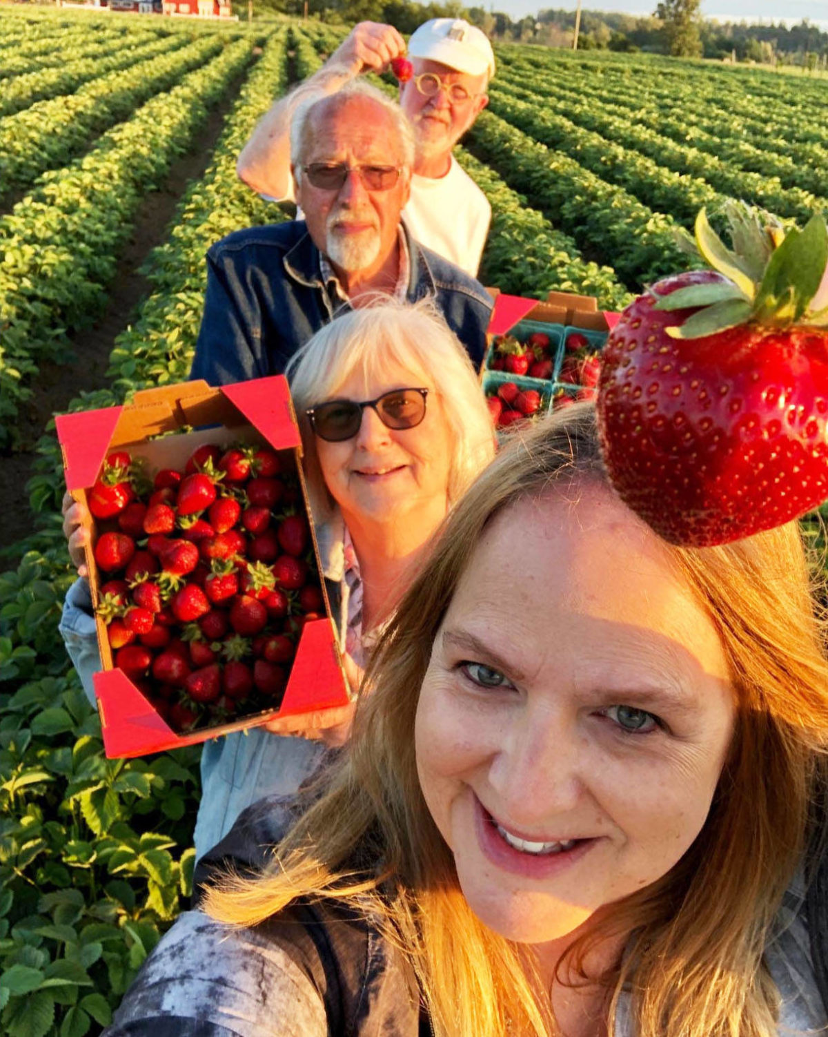 Strawberries ripe and ready for picking at Biringer Farm | Arlington Times