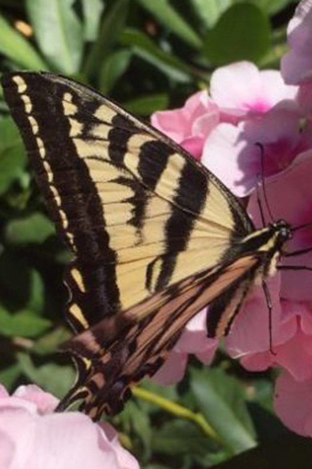 Lots to do in July in your garden | Arlington Times