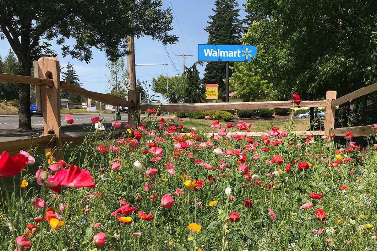 Smokey Point Walmart chosen for pollinator garden pilot project ...