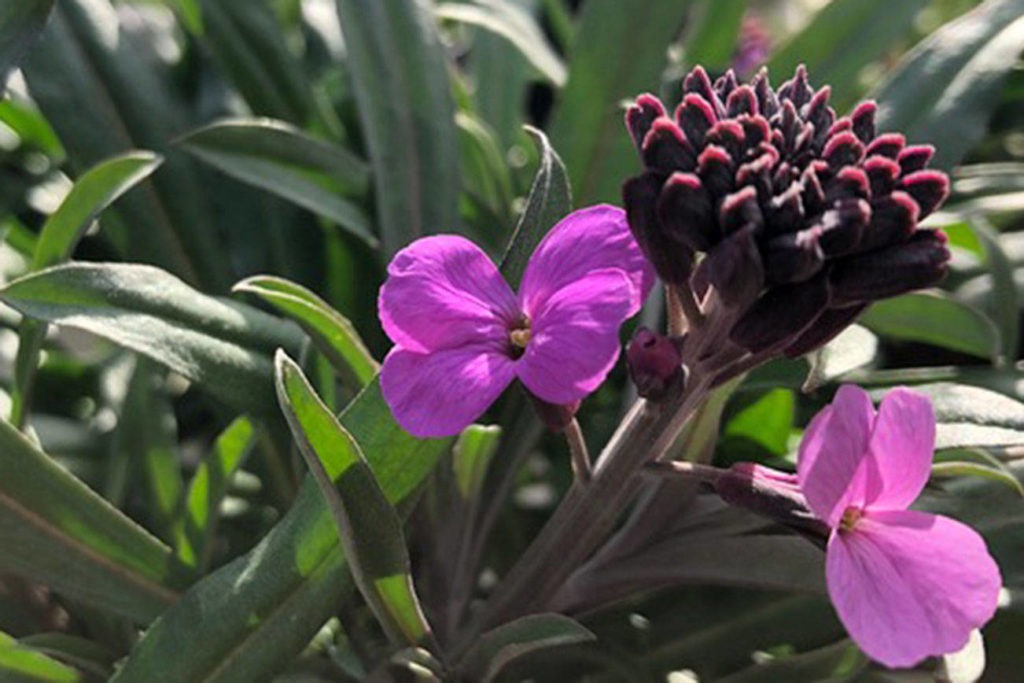 Take a wallflower for a dance in your garden | Arlington Times